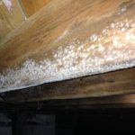 What Is White Mold? | Mold Removal EcoRenov